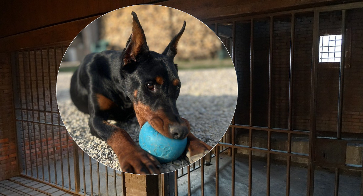 U ‘Kazneni zakon RH’ uvedeno novo kazneno djelo: napuštanje životinje ...