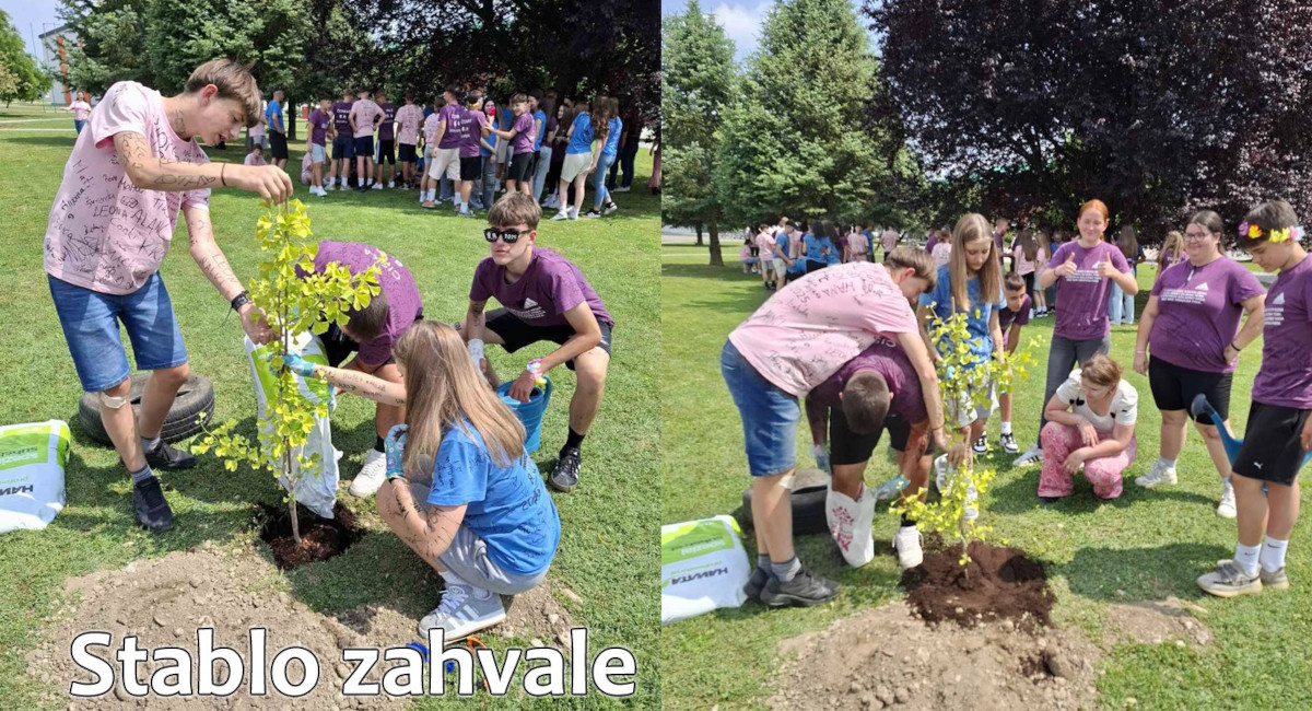 Stablo generacije: Osmaši iz Preloga zasadili ginko u znak zahvale i ...